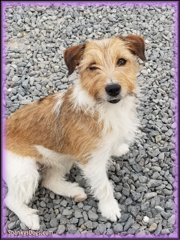 Jack Russell Terrier puppies for sale in Colorado - UKC + AKC ...